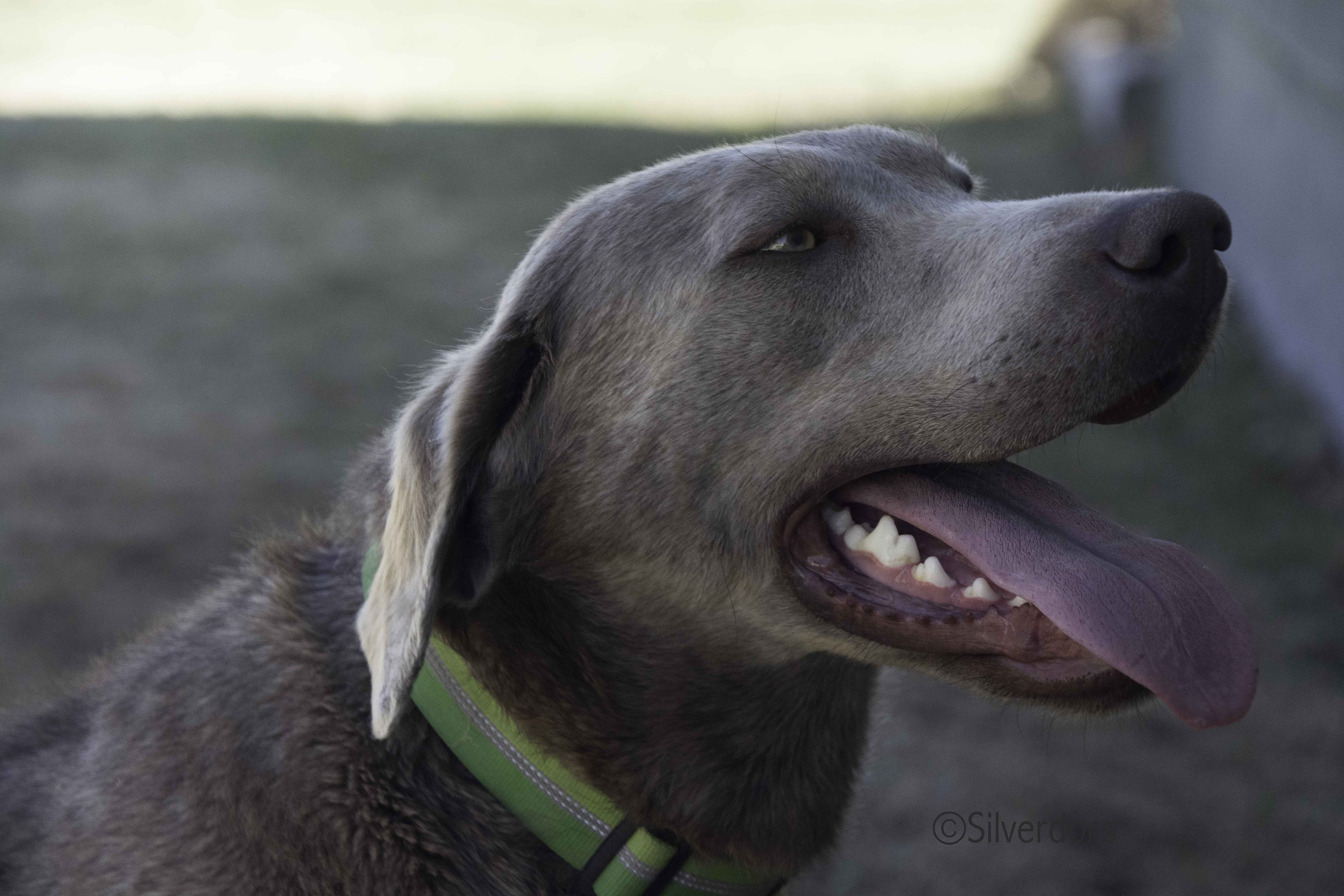 Silverdors – Colorado Silver Labradors